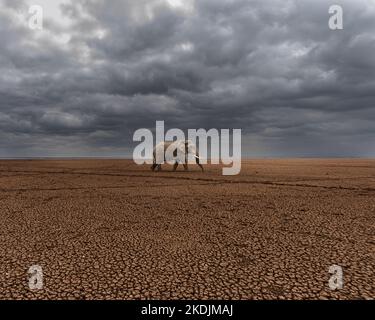 Kenya: THESE BEAUTIFUL images show a herd of elephants with the younger ...