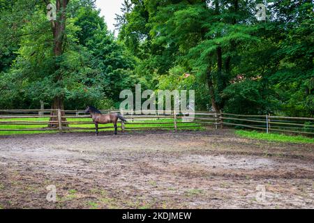 Beautiful horse in the paddock, horse breeding Stock Photo - Alamy