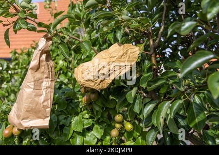 Bagging the best pears with kraft paper bags (recycling), to protect ...