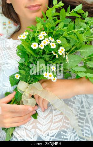 Tanacetum parthenium. Young Feverfew plants. Used as a filler flower in ...
