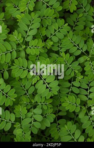 Phyllanthus niruri closeup shot. green leaves texture background. seed ...