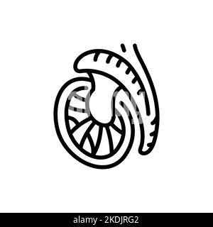 Anatomy of the Testicle Stock Vector Image & Art - Alamy