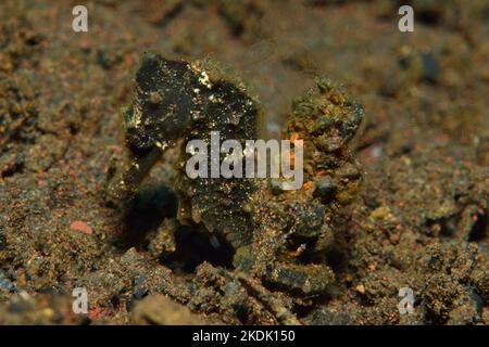 Hippocampus kuda, Gelbes Ästuarenseepferdchen, common seahorse, estuary ...