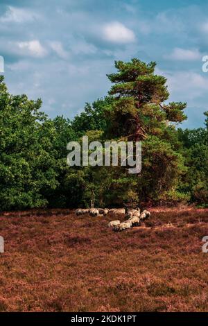 Trees on sky background, Westruper Heide in autumn, Germany Stock Photo ...