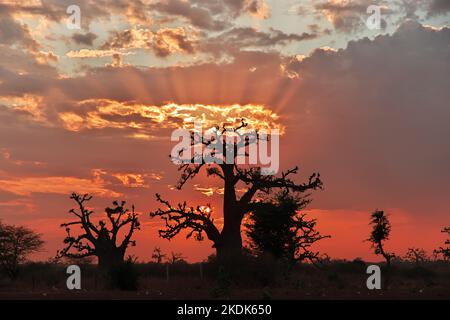 The sunset in baobab grove close Dakar, Senegal, West Africa Stock ...