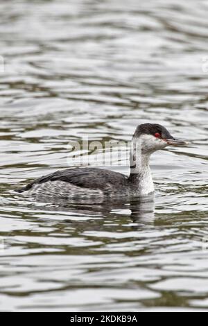 Slavonian Grebe (Podiceps auritus) hunting Whitlingham CP Norwich UK GB ...