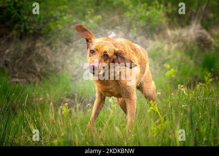 Fox Red Labrador drying off with a shake in the forest with a very ...