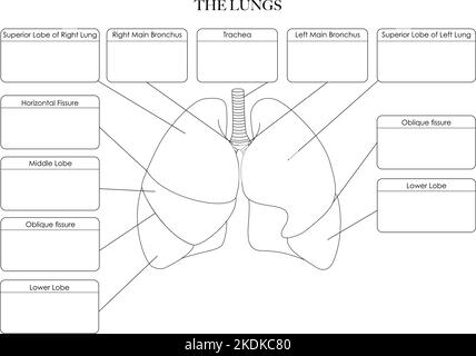 The Lungs Labeled Stock Vector Image & Art - Alamy