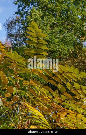 Vibrant and colorful leaves of a Japanese angelica tree plant during ...