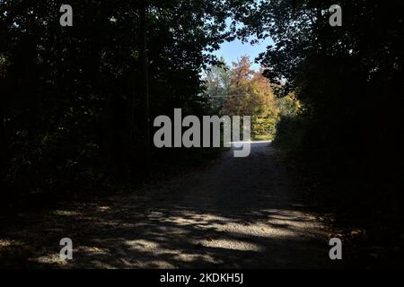 Road in the shade with trees framing trees lit by the sun Stock Photo ...