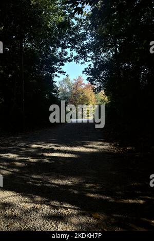 Road in the shade with trees framing trees lit by the sun Stock Photo ...
