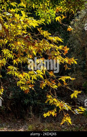 The golden foliage of the sycamore tree in the light of the sun. Autumn ...