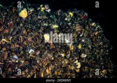 Zebra mussels are an invasive species that has been accidentally ...