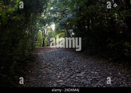 Uphill dirt road with fallen leaves on the ground in a forest in autumn ...