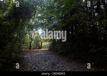 Uphill dirt road with fallen leaves on the ground in a forest in autumn ...