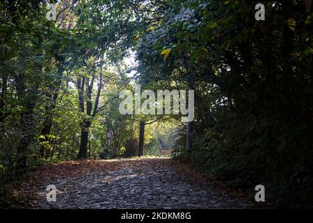 Uphill dirt road with fallen leaves on the ground in a forest in autumn ...