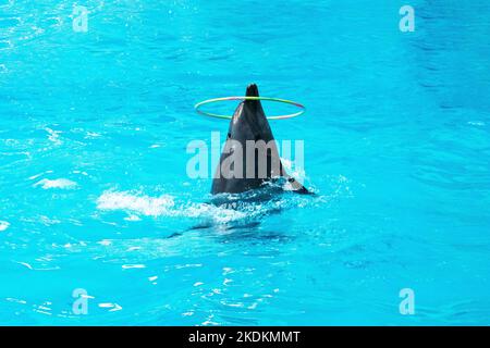 dolphins in the dolphinarium do tricks. performance at the dolphinarium ...