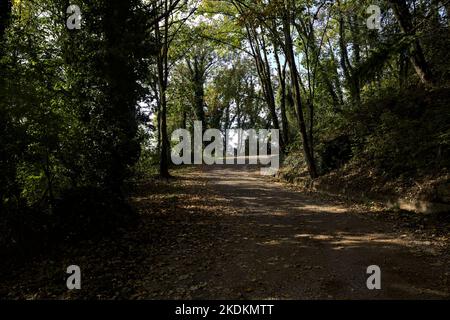 Ascending shady road in a forest on a mountain with trees arching on it ...