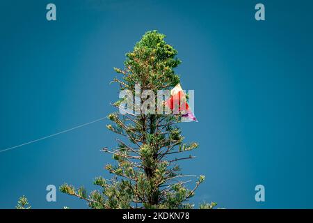 Kite stuck in top of tree Stock Photo - Alamy