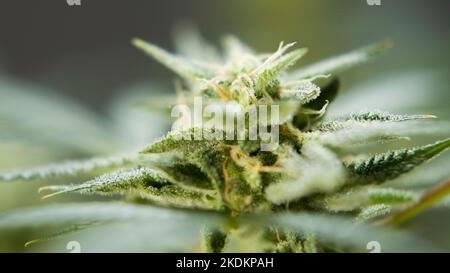 close up of trichome filled marihuana cbd thc bud flowering pre harvest ...