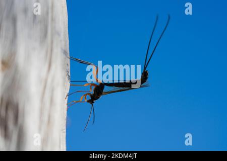 A black slip wasp laying eggs in dead wood Stock Photo - Alamy