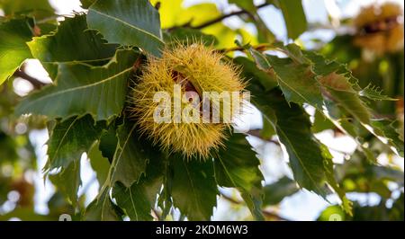 Edible chestnut on the tree, the fruit of the chestnut segu, veggie ...