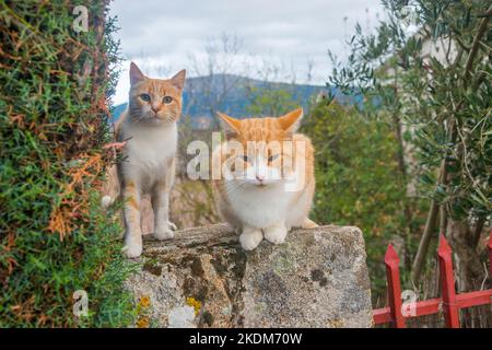 Two tabby and white cats Stock Photo - Alamy