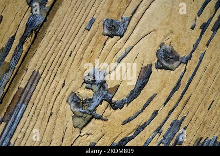 Old wood planks, looks like a face Stock Photo - Alamy