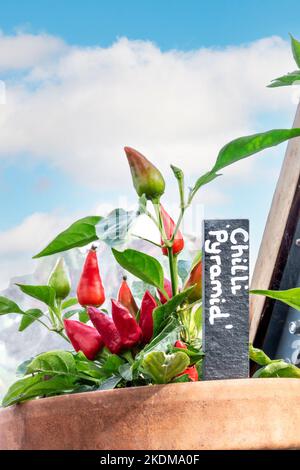 A small pepper plant in the early stages of growth in Ganta, Liberia ...