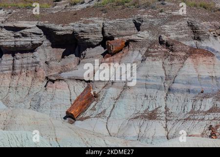 Petrified wood eroding out of badlands at Blue Mesa in Petrified Forest ...