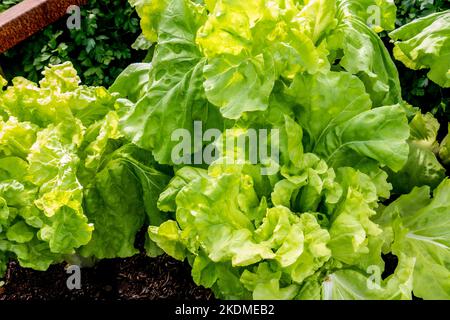 CHINESE CABBAGE Tokyo Bekana also known as “vitamin green,” a distinct ...