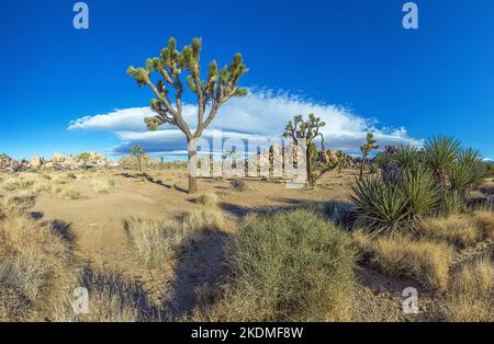 Picture of Yoshua Tree National Park with cactus trees in California ...