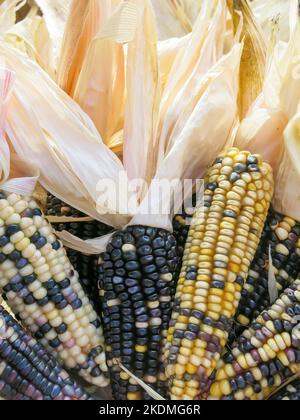 Raw Organic Multi Colored Calico Popcorn in a Bowl Stock Photo - Alamy