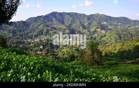 Yenihisar Village in Rize, Turkey, is connected to the town of Cayeli ...
