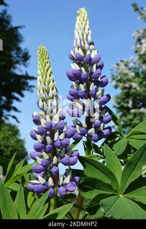 Lupinus The Governor Lupin Lupine flower from legume family at Kew ...