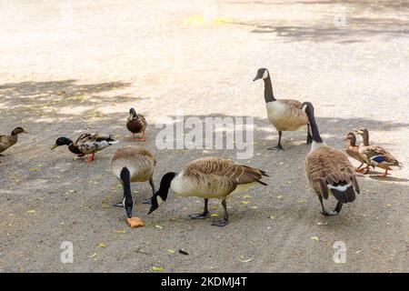 wild goose looking to find and eat food at park Stock Photo - Alamy