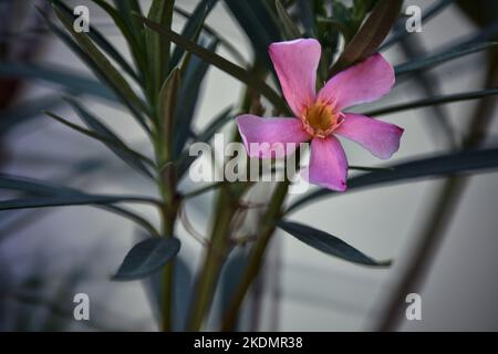 Oleander branch in bloom seen up close Stock Photo - Alamy