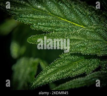 Indoor growing of MOB variety of marijuana flower with dark green ...