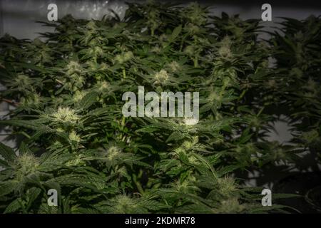 Indoor growing of MOB variety of marijuana flower with dark green ...