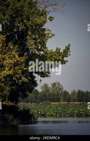 Maple tree by the shore of a lake seen from the distance Stock Photo ...