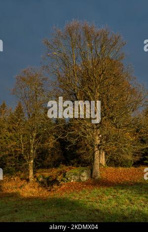 Autumn morning in Jizerske mountains with sun and mist in north Bohemia ...