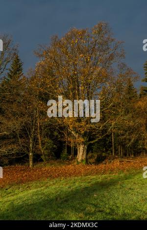 Autumn morning in Jizerske mountains with sun and mist in north Bohemia ...