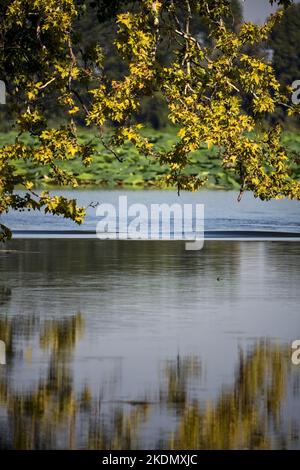 Maple tree by the shore of a lake seen from the distance Stock Photo ...