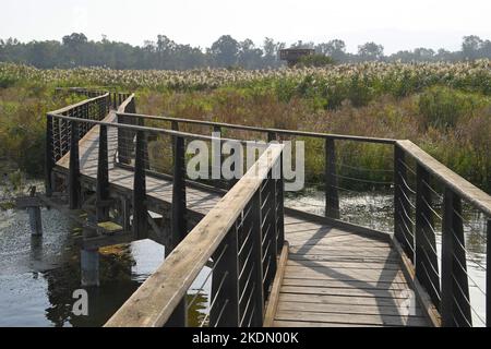 Hula Nature reserve - boardwalk, Israel Stock Photo - Alamy