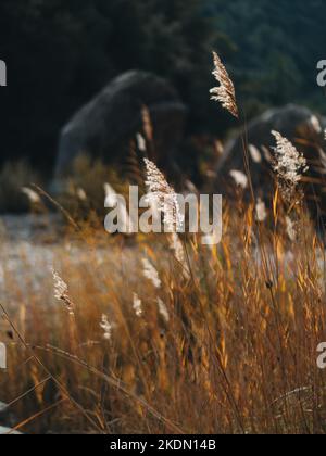 Common golden reed shrub featuring sun rays going through seeds and ...