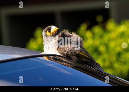 Close-up of a Juvenile Australian Noisy Miner (Manorina melanocephala ...