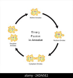 Scientific Designing of Binary Fission in amoeba. Colorful Symbols ...