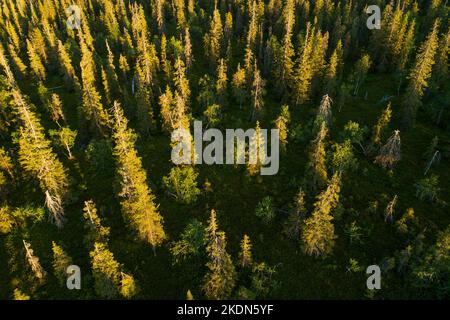 An aerial of an old-growth coniferous taiga forest in summery ...