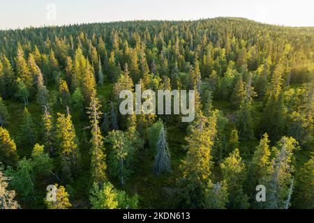 An aerial of an old-growth coniferous taiga forest in summery Riisitunturi National Park ...