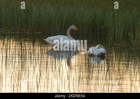 Whooper swan falling asleep on a summer night near Kuusamo, Northern ...